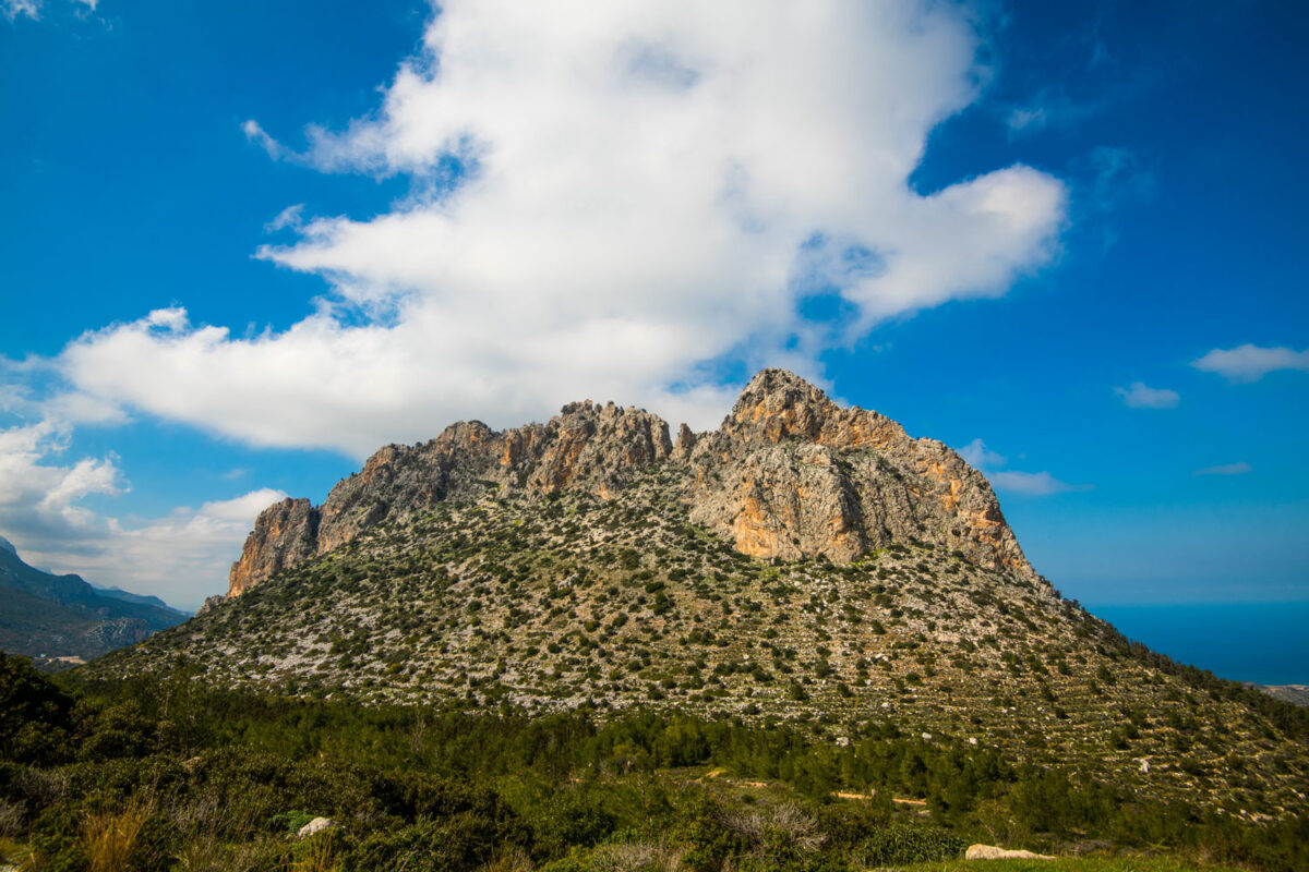 Cyprus Flora Guide: Plants Trees & Natural Vegetation - The North Cyprus