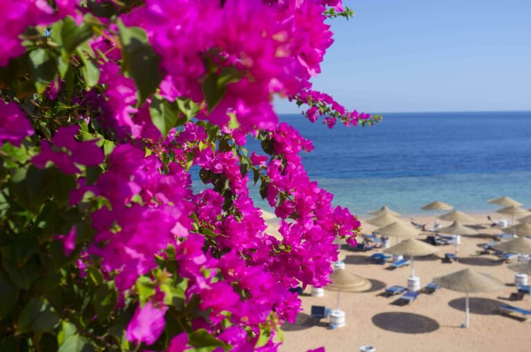 Cyprus Flora Guide: Plants Trees & Natural Vegetation - The North Cyprus